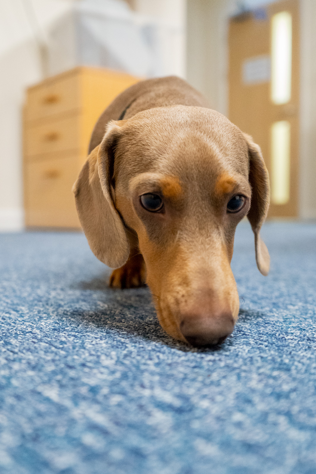 Quality Pet Care in Peterborough & Cambridgeshire | Nene Vets